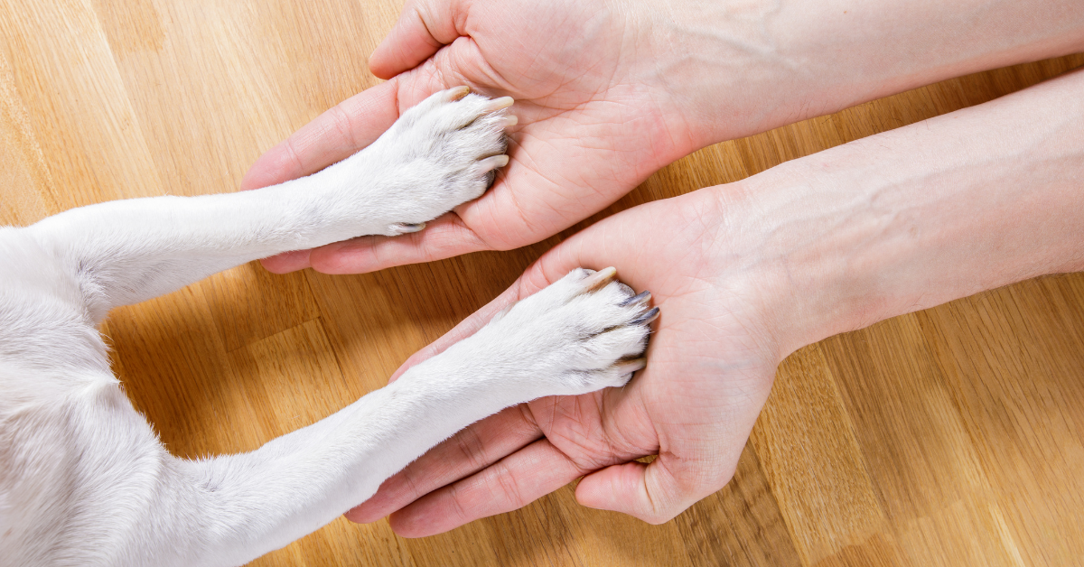 The Healing Power of Dogs